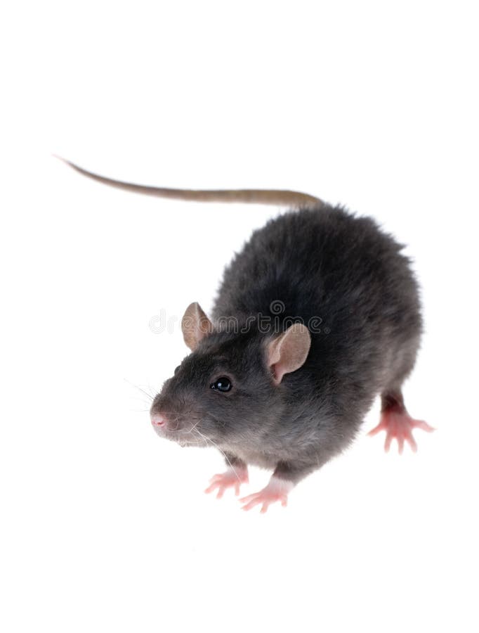 Young black rat stock image. Image of young, mammal, black - 16514303