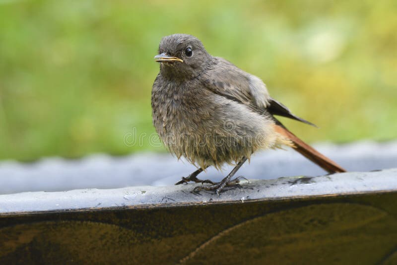 Young Black Redstart stock photo. Image of grubs, black - 74409180