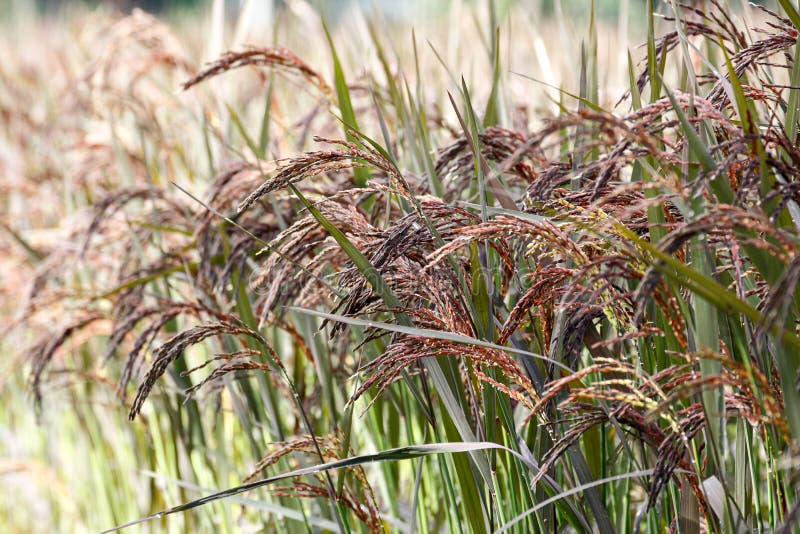 Young black rice field stock photo. Image of agriculture - 156576136