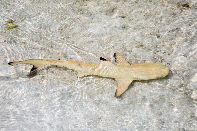 189 Baby Shark Black Stock Photos - Free & Royalty-Free Stock Photos ...