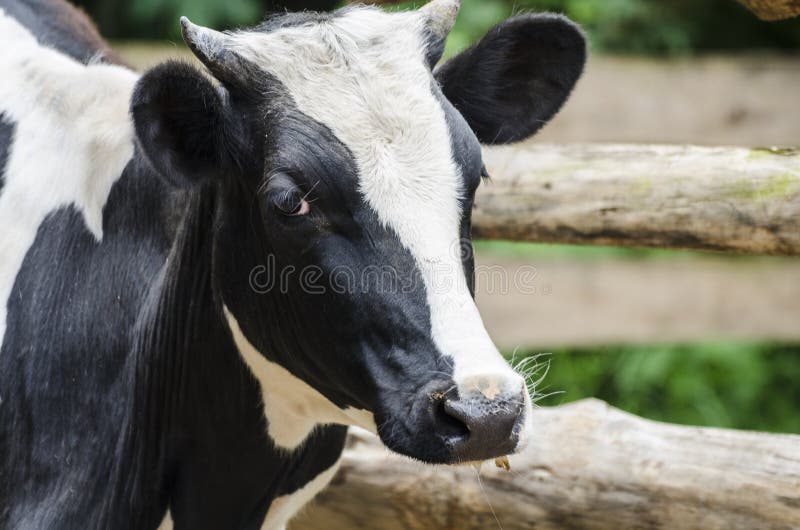 A Young Calf Portrait stock photo. Image of deeply, great - 69509276