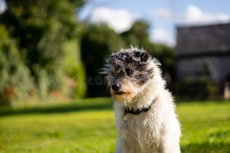 A Small Terrier Dog on Green Grass Stock Image - Image of lawn, canine ...