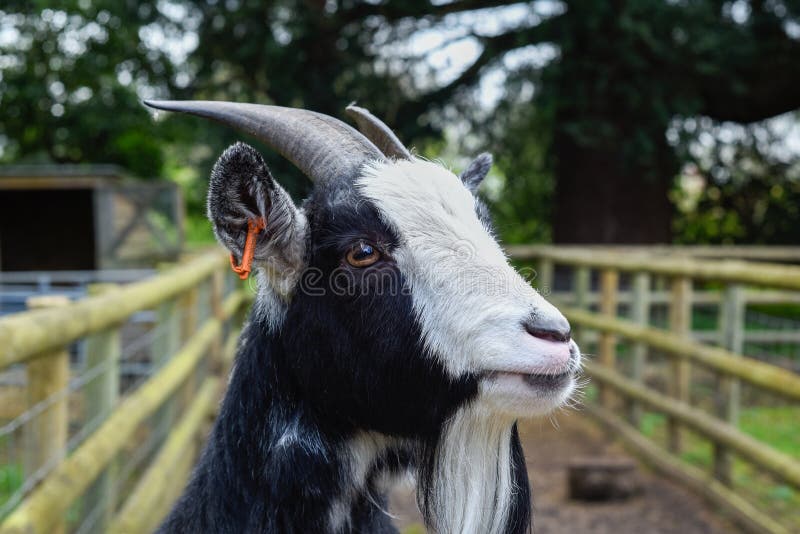 Young Black and White Haired Billy Goat with Horns and a Beard Stock ...