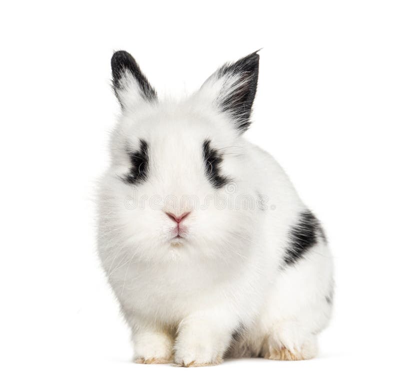 Young Black and White Rabbit, Isolated Stock Photo - Image of feline ...
