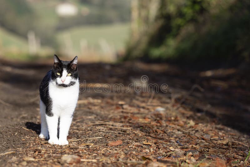 Young Black and White Stray Cat Staring at Camera on a Bush Road with ...