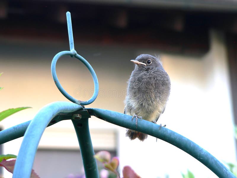 Young Blackbird Sitting on a Rose Trellis Stock Image - Image of ...