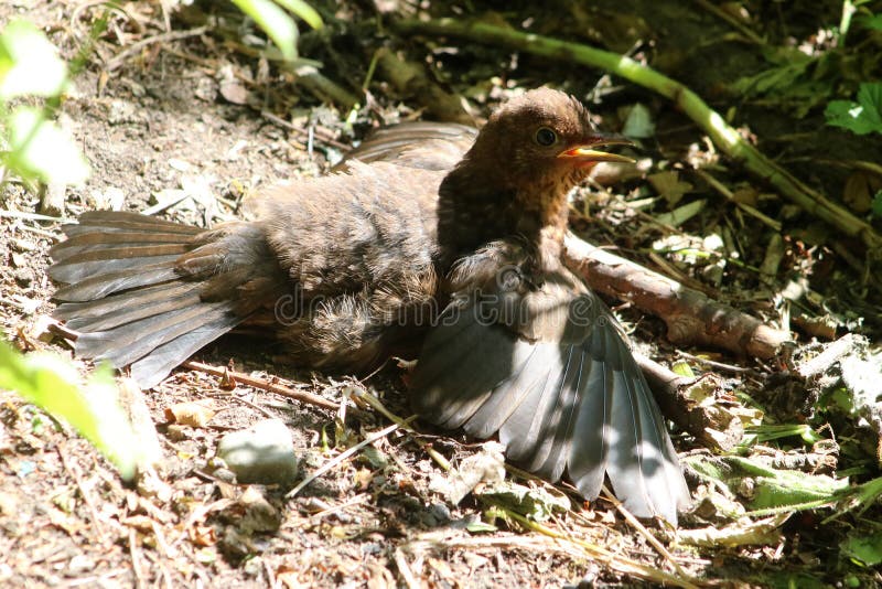 Young Blackbird Sunbathing on Warm Garden Path Stock Photo - Image of ...