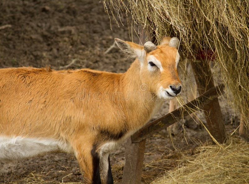 Young Blackbuck Antelope Eating Straw Stock Image - Image of nose, deer ...
