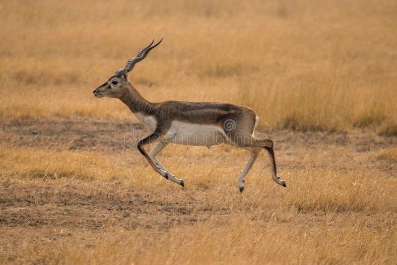 215 Young Blackbuck Stock Photos - Free & Royalty-Free Stock Photos ...