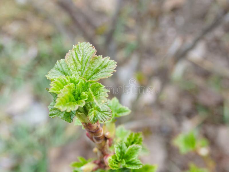 Young Blackcurrant Leaves, the First Tender Spring Leaves on a Tree ...