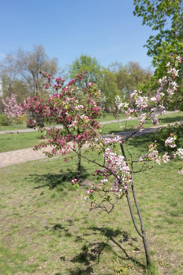 368 Green Sapling Apple Tree Stock Photos - Free & Royalty-Free Stock ...
