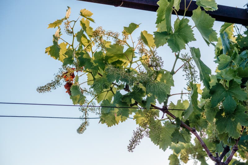 Young Blooming Grapes Sprout on Wire Trellis in the Vineyard Stock ...