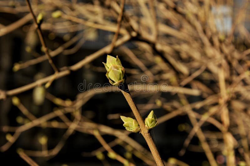 Young Blooming Green Buds on the Tree Spring Leaves Stock Image - Image ...