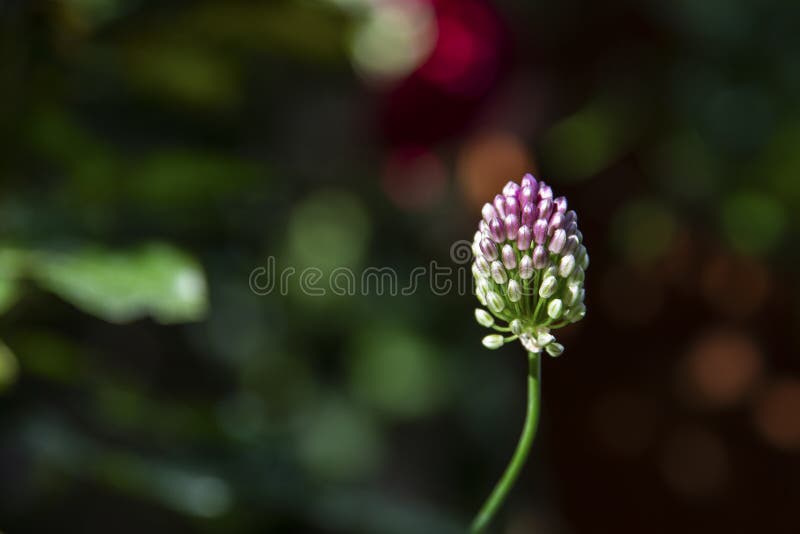 Young Blossom of an Allium Gladiator Stock Photo - Image of daylight ...