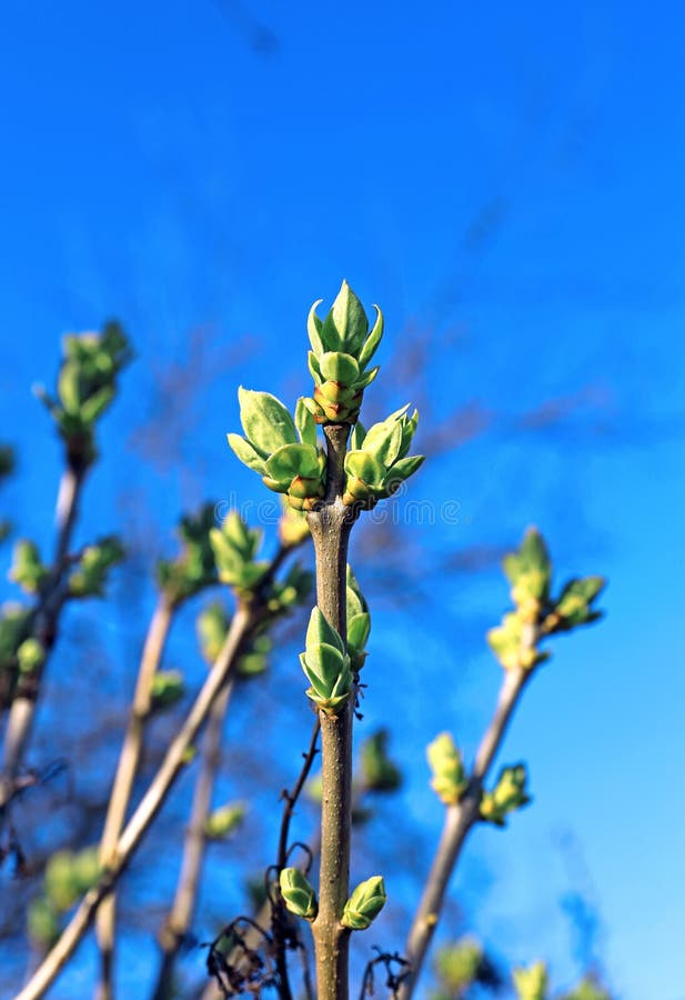 Young Blossoming Buds Of Lilac Stock Photo - Image of tree, blue: 55291452