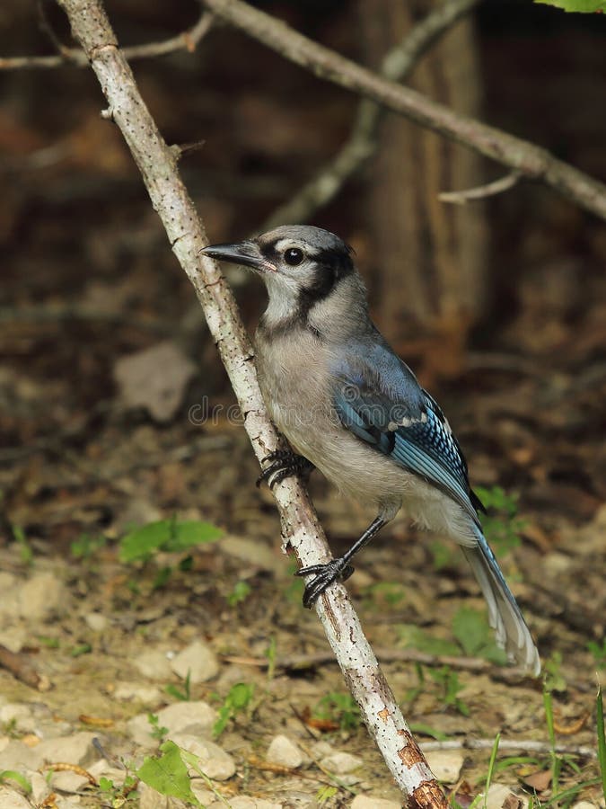 Fledgling Blue Jay Bird Stock Photos - Free & Royalty-Free Stock Photos ...