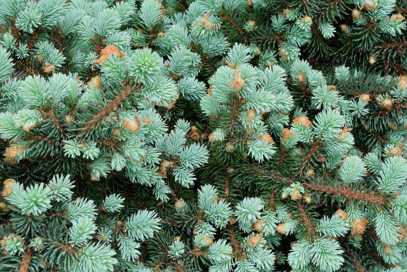 Young Blue Spruce Tree Branches with Needles Stock Photo - Image of ...