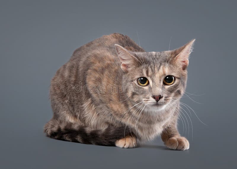 Young Blue Tortoise Domestic Cat on Gray Background Stock Image - Image ...