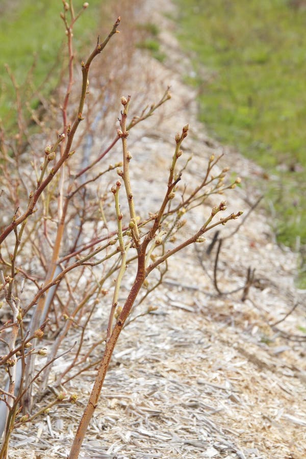Young Blueberry Bushes Stand in White Buckets, Preparing for Planting ...