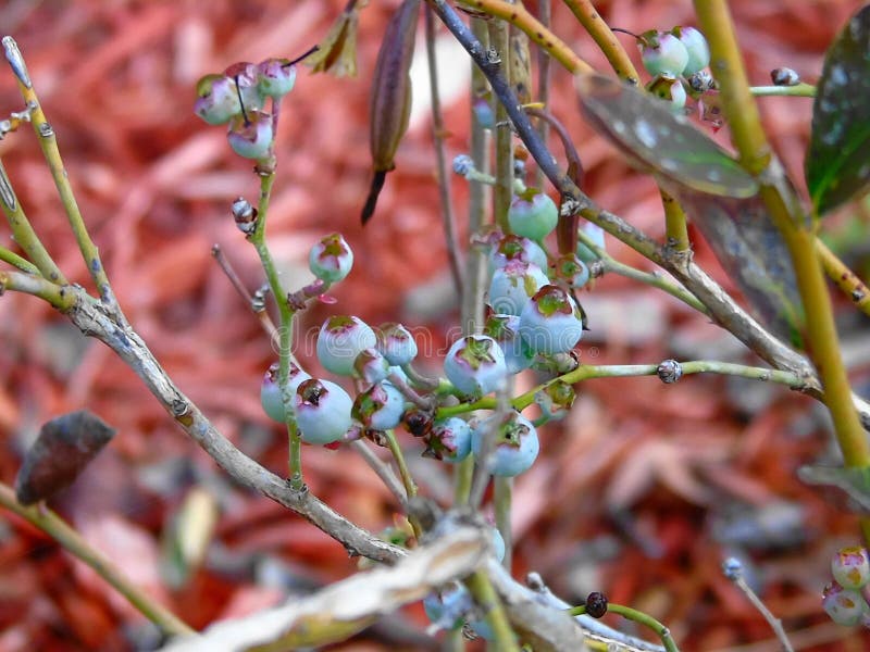 Young Blueberry Bushes on Organic Plantation. Orchard in Summer. Stock ...