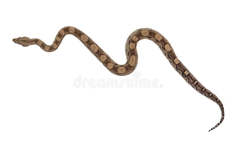 Young Boa Constrictor (Boa Imperator) Isolated on White Background ...
