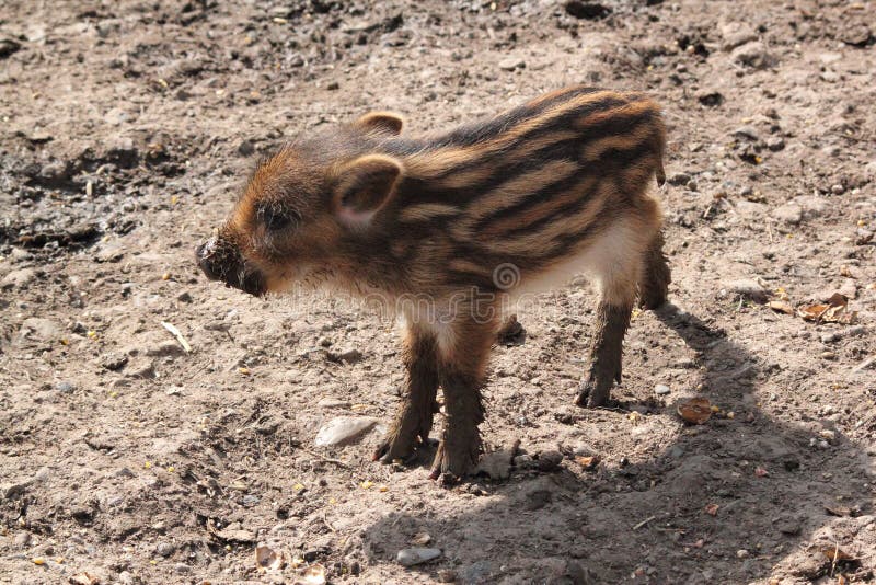 Young boar stock photo. Image of standing, animal, piglet - 13837996