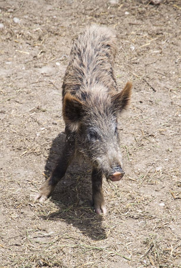 Young boar stock photo. Image of mammal, close, life - 42236078