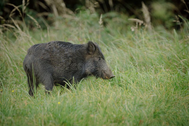 Young boar foraging stock image. Image of boar, nature - 102495057