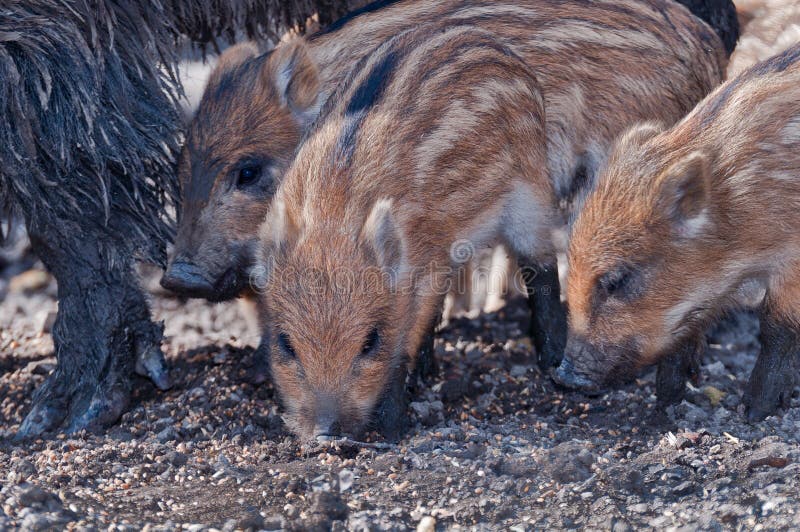Young Boar Searching for Food Stock Image - Image of forest, wild: 16098805