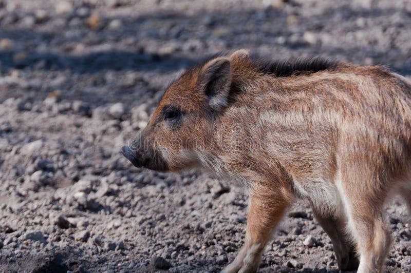 Young Boar Searching for Food Stock Image - Image of forest, ground ...