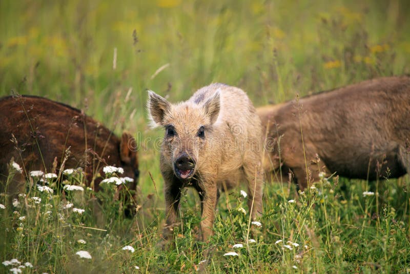 Young boar stock image. Image of meat, spring, small - 42499919