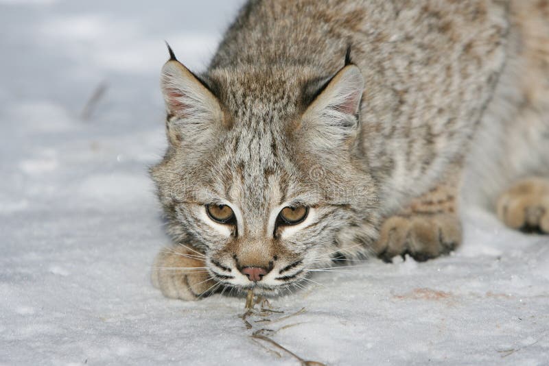 Young Bobcat stock photo. Image of outdoors, nature, purr - 10506270