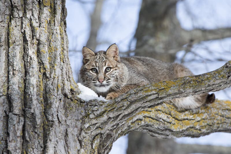 North American Bobcat Yellowstone Nat Park,idaho Stock Image - Image of ...