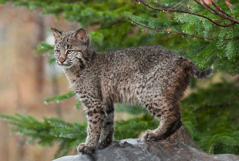 Young Bobcat ( (Lynx Rufus) Stands Defiant Stock Photo - Image of ...