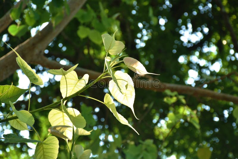 Young Bodhi Tree Fourth Leaf Bud from Branch in Garden Stock Photo ...
