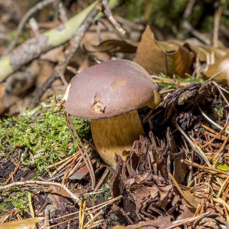 Young Boletus badius stock image. Image of edible, brown - 79857293