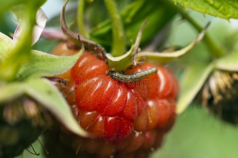 Bollworm Damage To Green Strawberry Fruit Stock Image - Image of ...