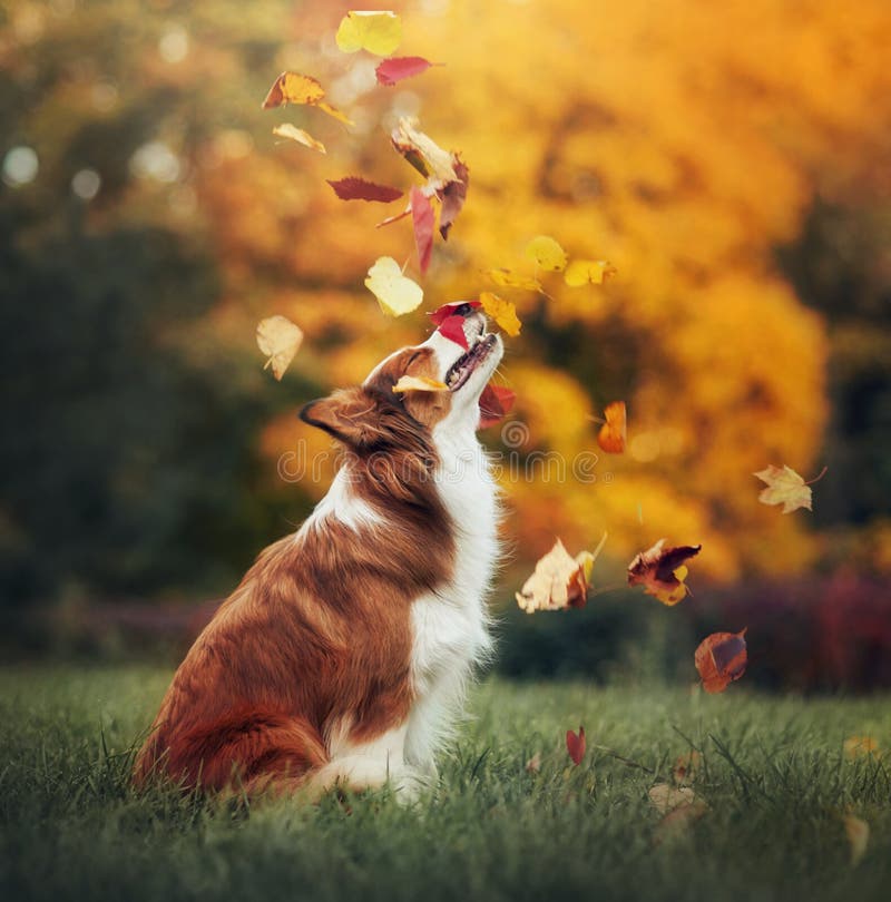 Young Border Collie Dog Playing with Leaves in Autumn Stock Photo ...
