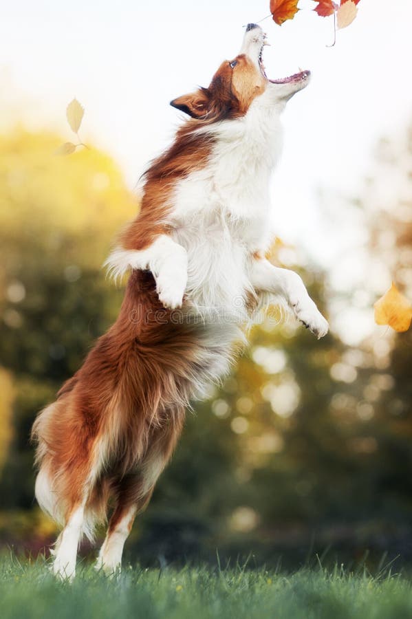 Young Border Collie Dog Playing with Leaves in Autumn Stock Photo ...