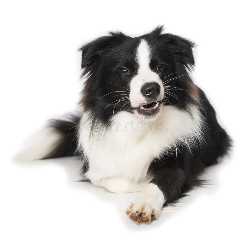 Young Border Dog with Coat Sitting in the Park. Vertical Image Stock ...