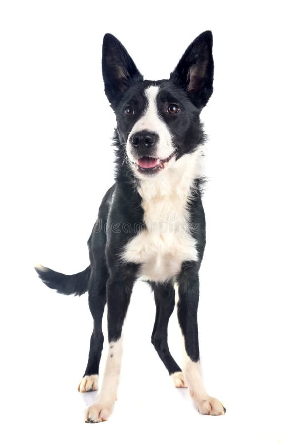Young Border Dog with Coat Sitting in the Park. Vertical Image Stock ...