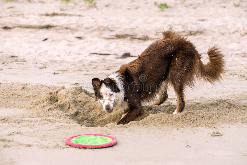 Young Border Collie Playing Stock Image - Image of sand, white: 56614725