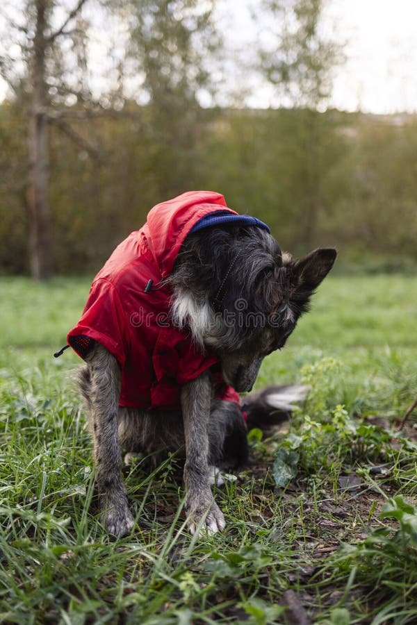 Young Border Dog with Coat Sitting in the Park. Vertical Image Stock ...