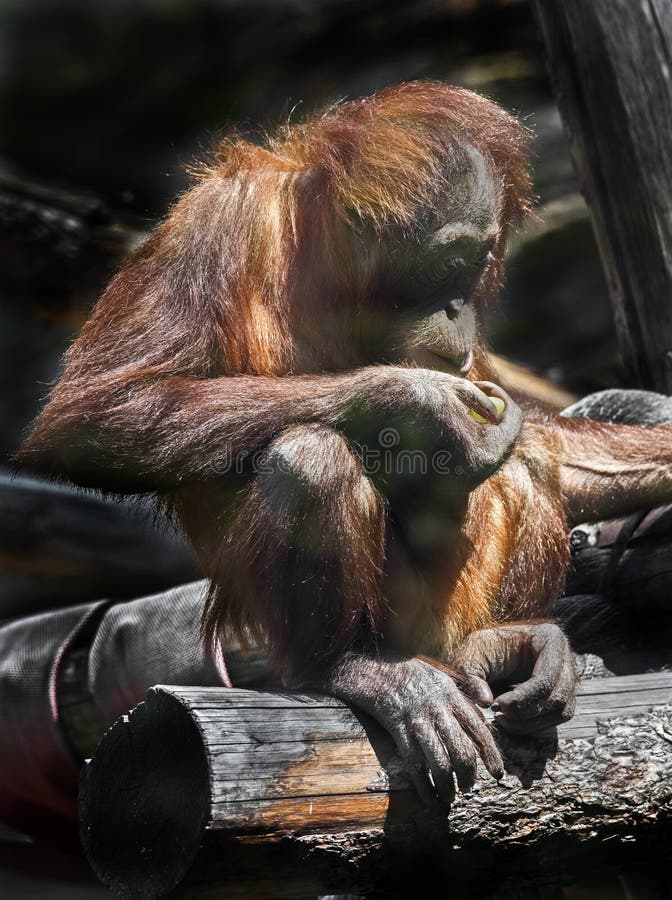 Young bornean orangutan 3 stock image. Image of clever - 75124673