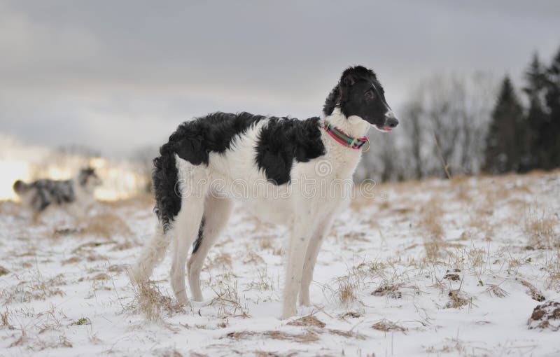 Young Borzoi stock image. Image of hound, country, walking - 23017019