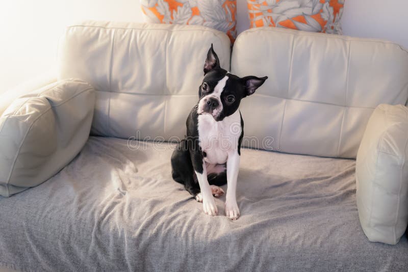 Young Boston Terrier Sitting on a Leather Sofa with a Cover Over it ...