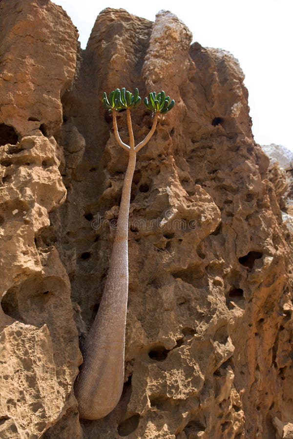 Bottle Tree - Adenium Obesum Stock Image - Image of desert, tree: 13805689