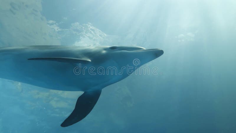 Young Bottlenose Dolphin Swim Under Surface of the Blue Water in ...