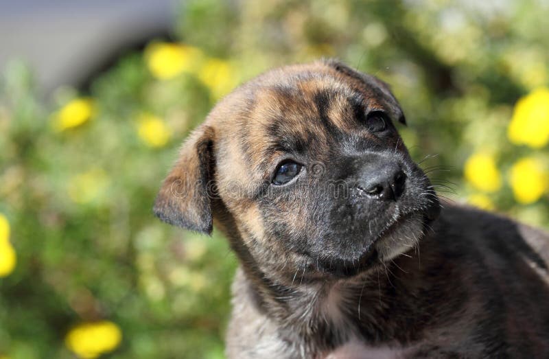 Young boxer stock photo. Image of face, quebec, plant - 26889622