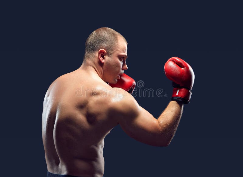 Young Boxer boxing stock photo. Image of healthy, fighter - 55516628